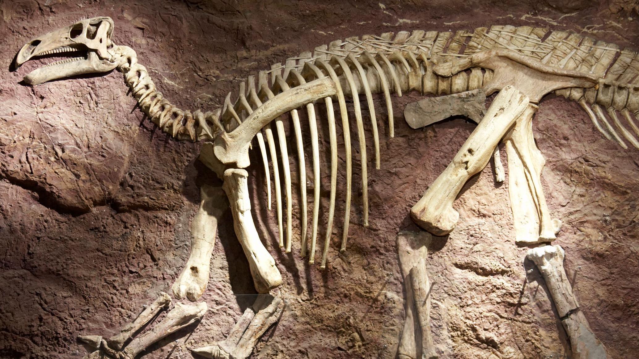 Why are these beaches so rich in fossils?