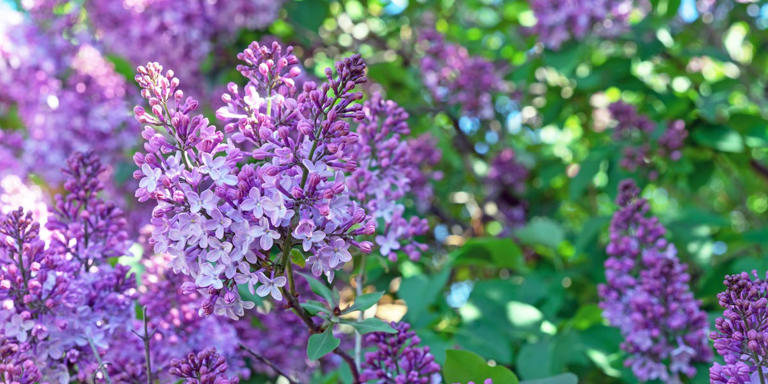 Lilac season won’t last long — 12 beautiful places to see the blooms ...