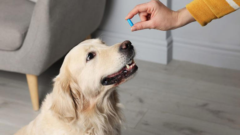 Cani e gatti, troppi antibiotici anche per loro: cosa devi ...
