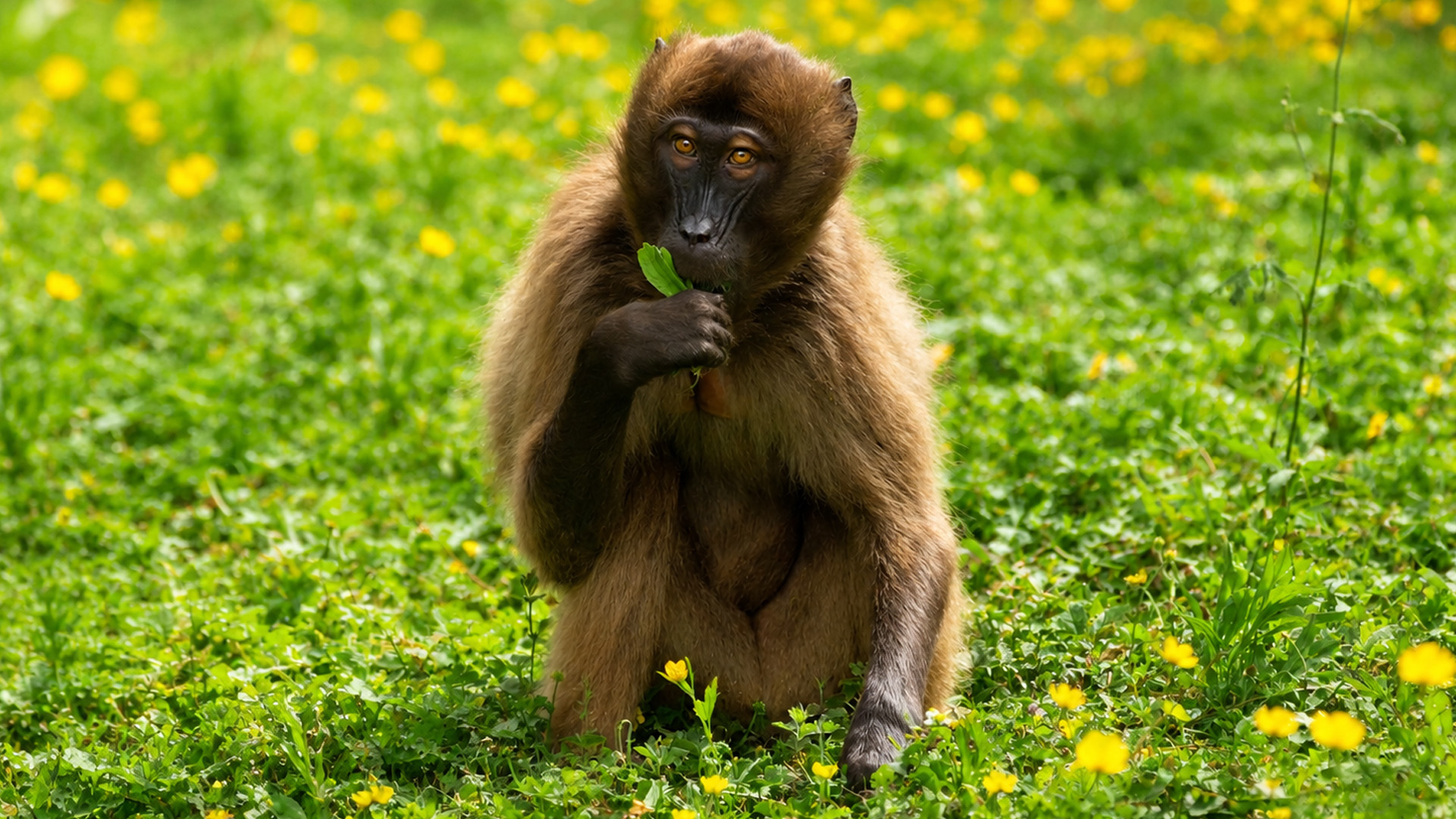 Um macaco curioso foi flagrado comendo em silêncio em um campo de flores