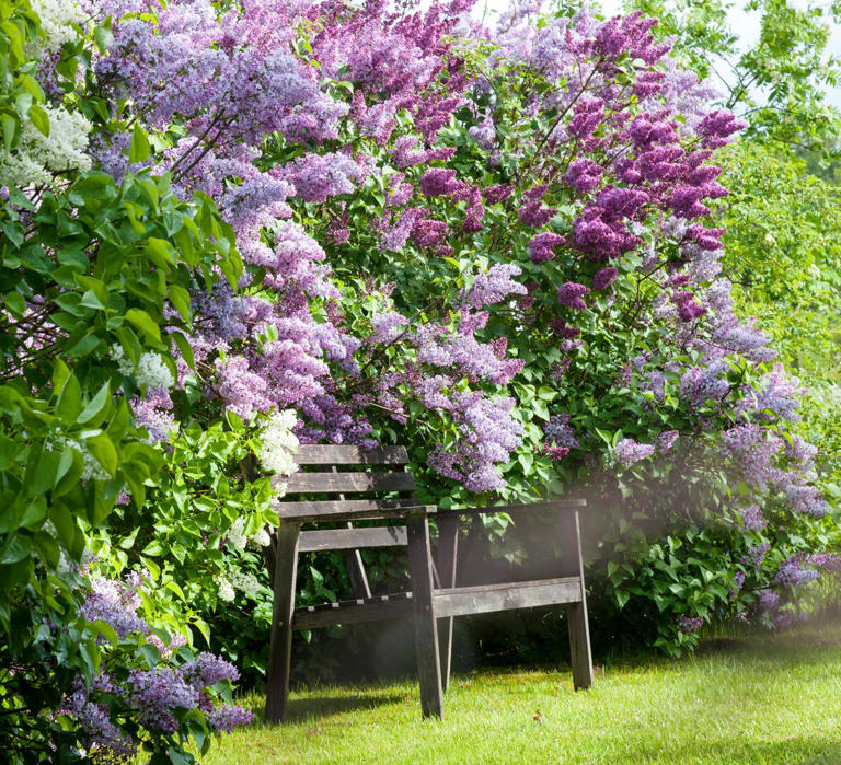 Lilac season won’t last long — 12 beautiful places to see the blooms ...