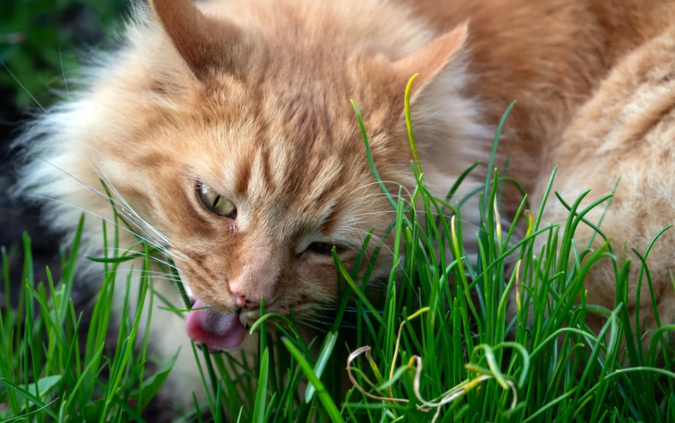 Why your cat adapts better than you think