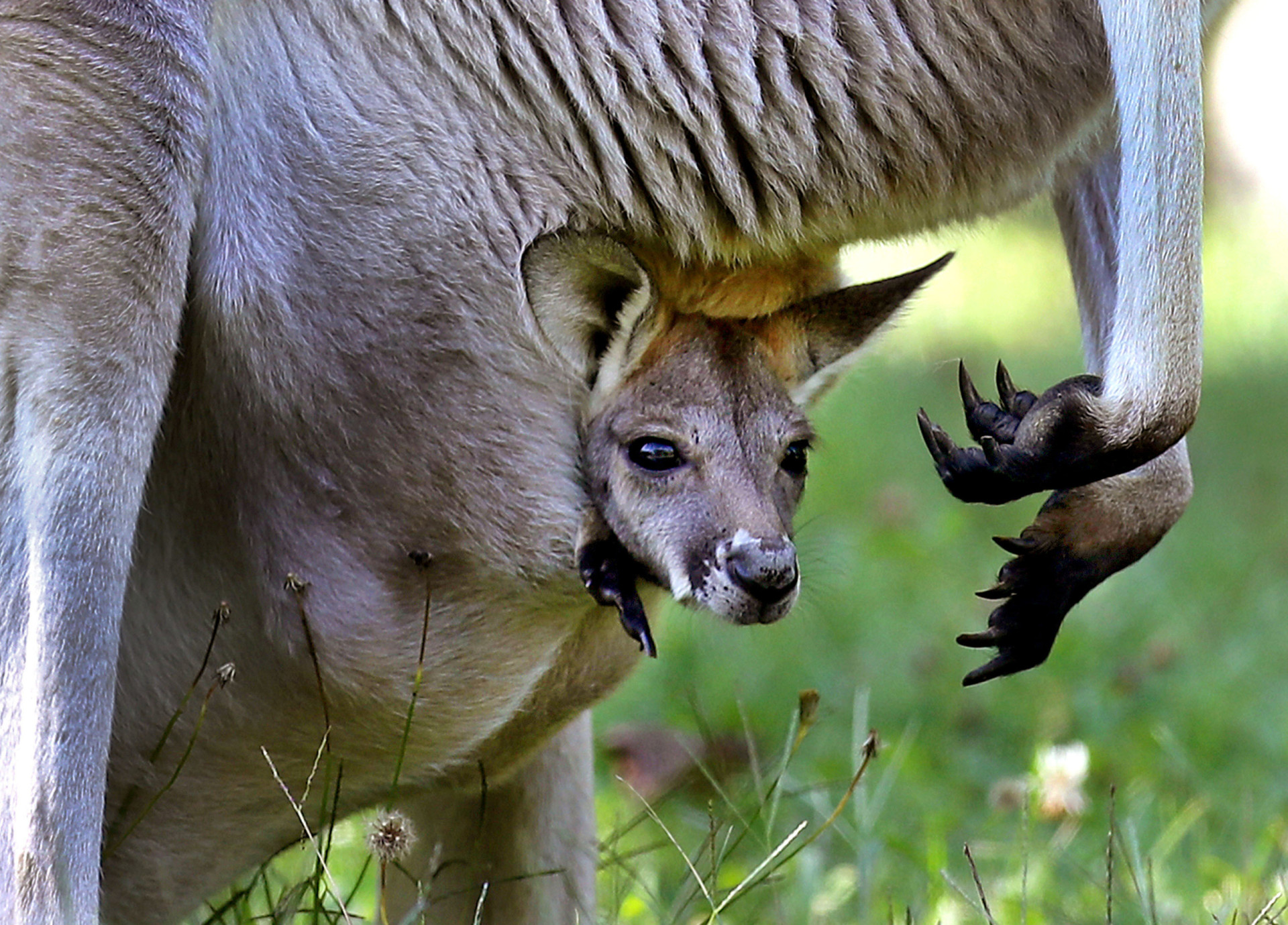 How animal moms carry their young