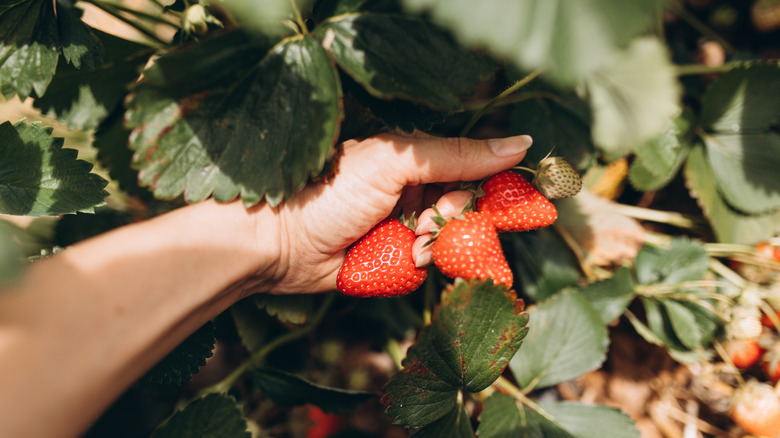 How to grow more strawberries without buying new plants
