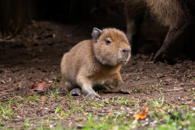 Scotland celebrates first capybara birth in almost 20 years