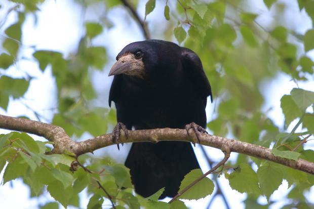 'Rook on the prowl' photographed in our picture of the week