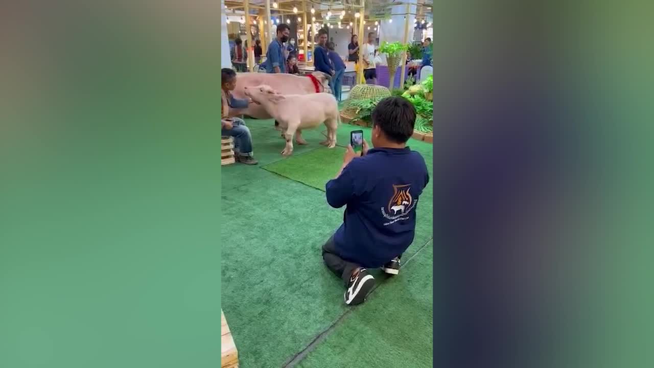 Albino buffaloes walk around mall with owners