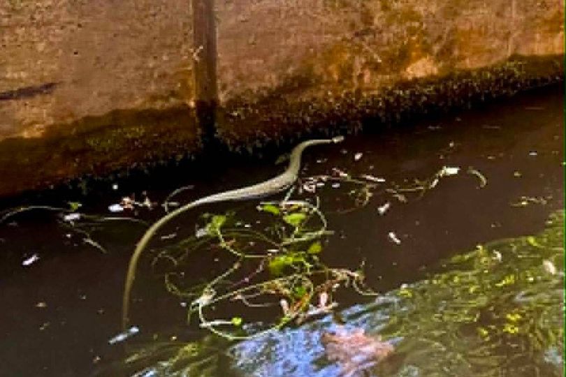 'Wonderful sight' as large snake spotted swimming in Welsh river
