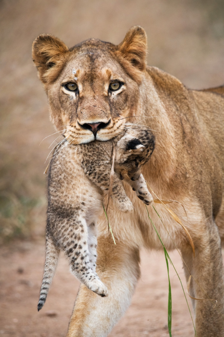 How animal moms carry their young