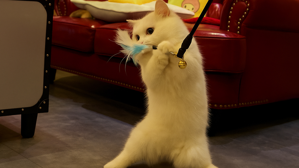 Speelse witte kat met veerspeeltje