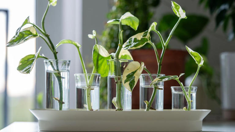 IKEA's propagation set is the most stylish way to transform your indoor ...