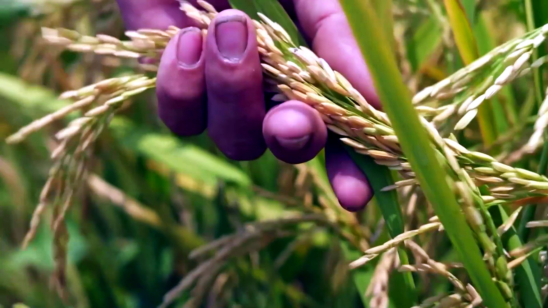 Rice farmers in Asia brace for further fuel and fertiliser shortage ...