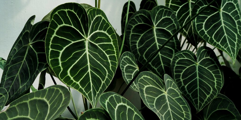 Anthurium clarinervium : feuilles jaunes, taches brunes… on vous ...