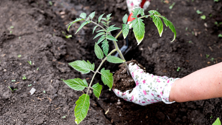 The companion plant we don't recommend for your tomatoes (it will ...