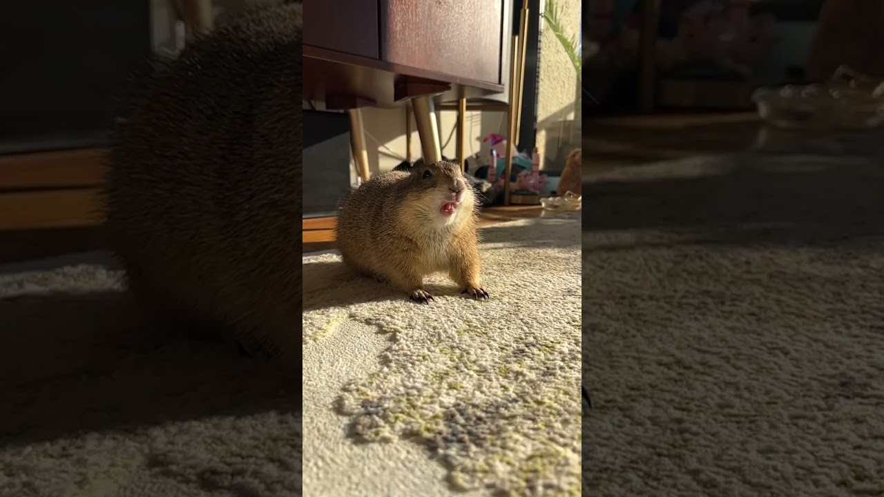 Slow motion Monday yawns from this sleepy prairie dog