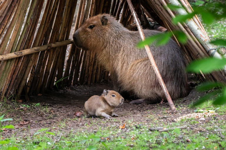 Scotland celebrates first capybara birth in almost 20 years