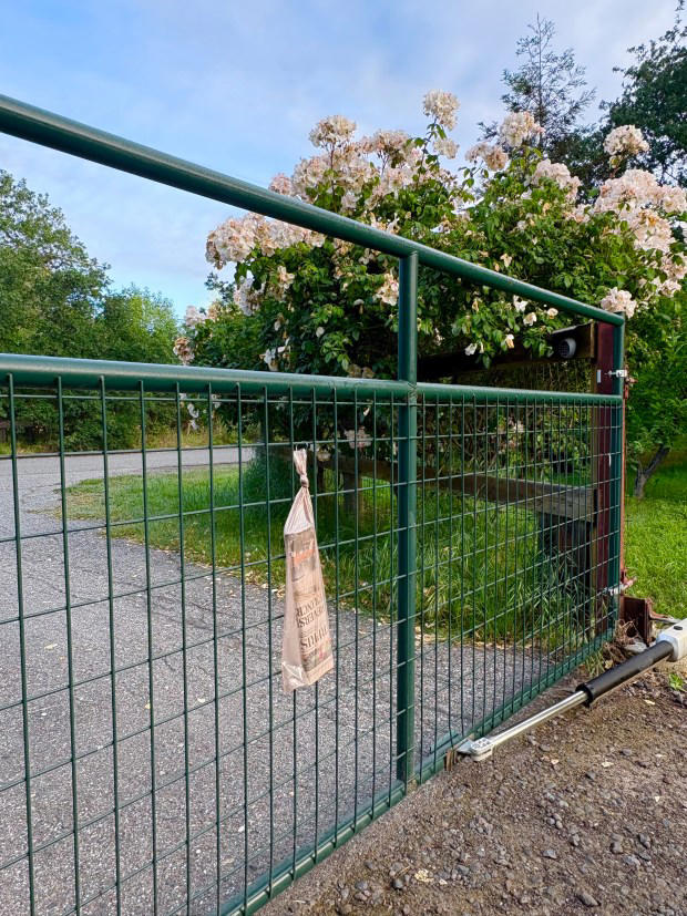 The fox and the mound: How we stopped a critter from dumping on us ...