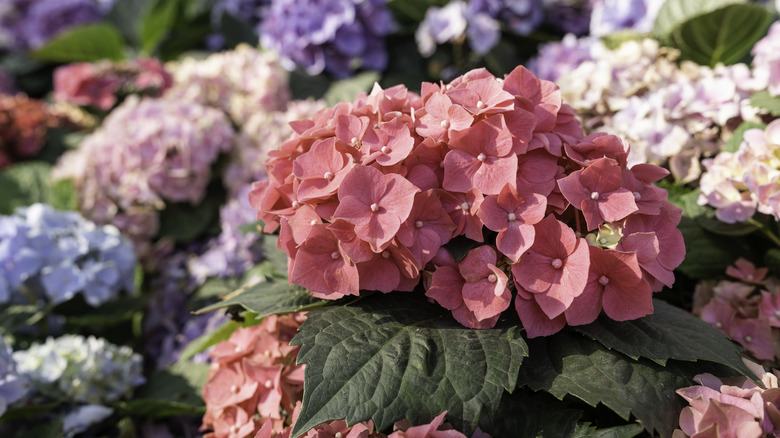Avoid these hydrangea pruning mistakes or say goodbye to beautiful blooms