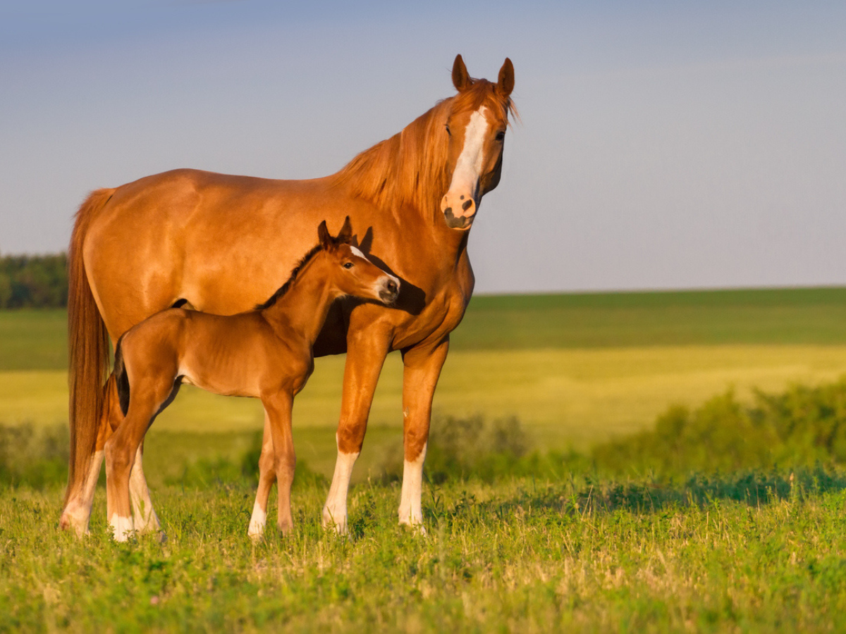 6 animals that can sleep standing up without falling