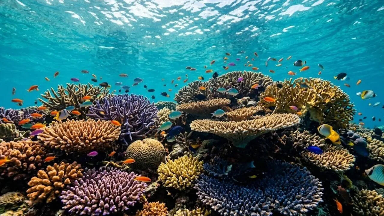 Scientists discover coral reefs may hold the secret to future medicines ...