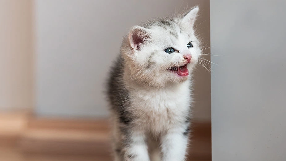 Why your cat adapts better than you think