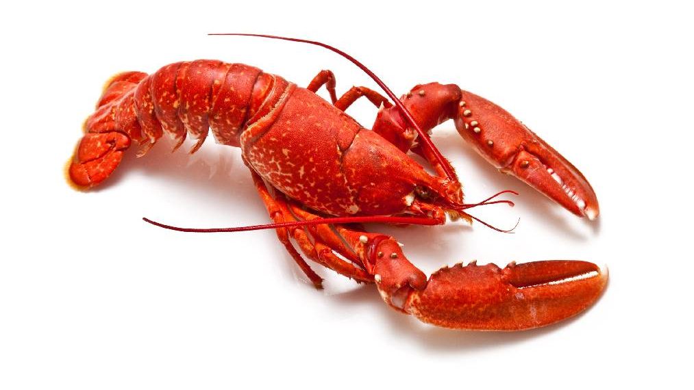 Le homard est-il le nouveau caviar