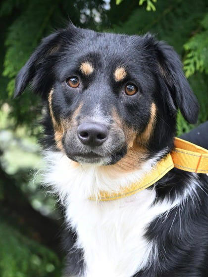 Meet Ruby, Maggie and other pets ready for adoption