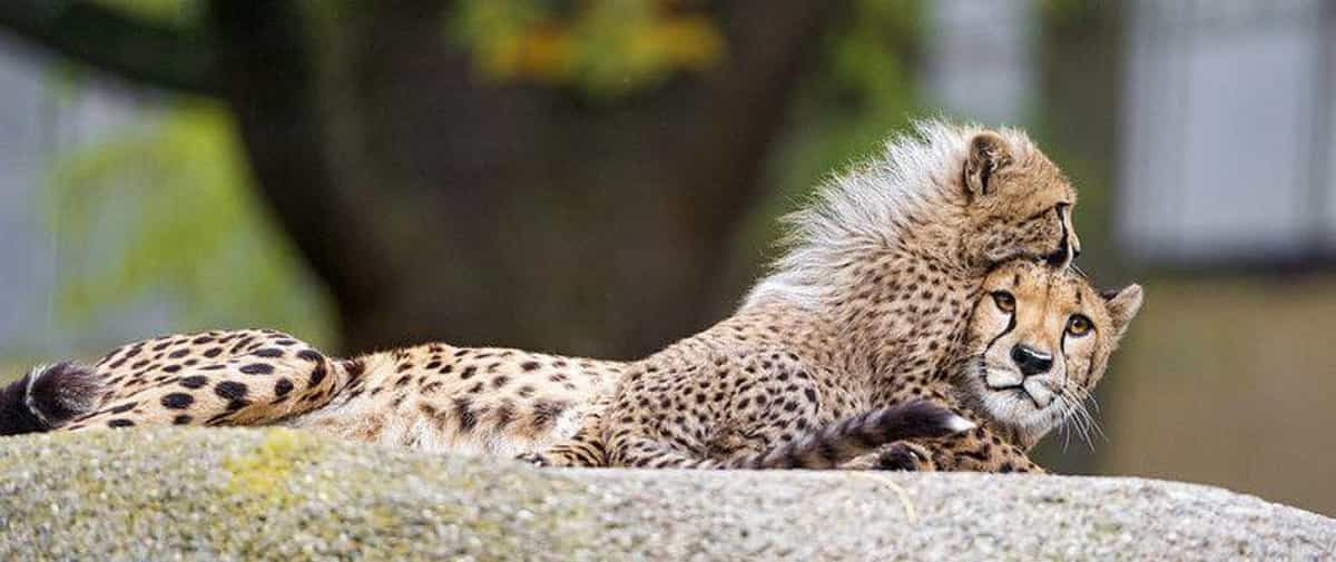 Animal moms who have had enough of their children