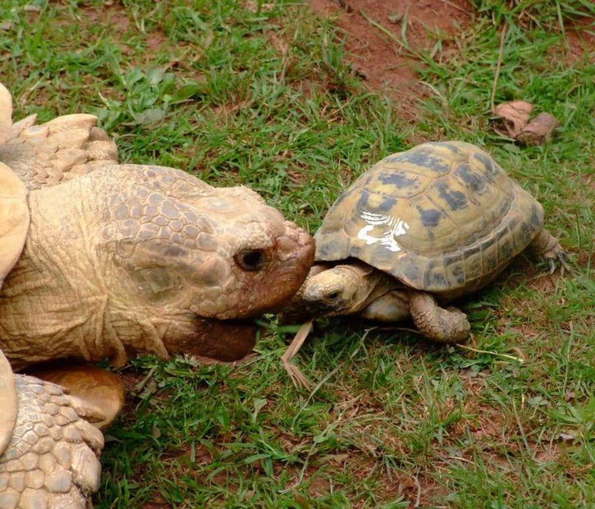 Animal moms who have had enough of their children