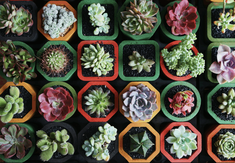 10 plants you basically can’t kill (even if you forget about them)