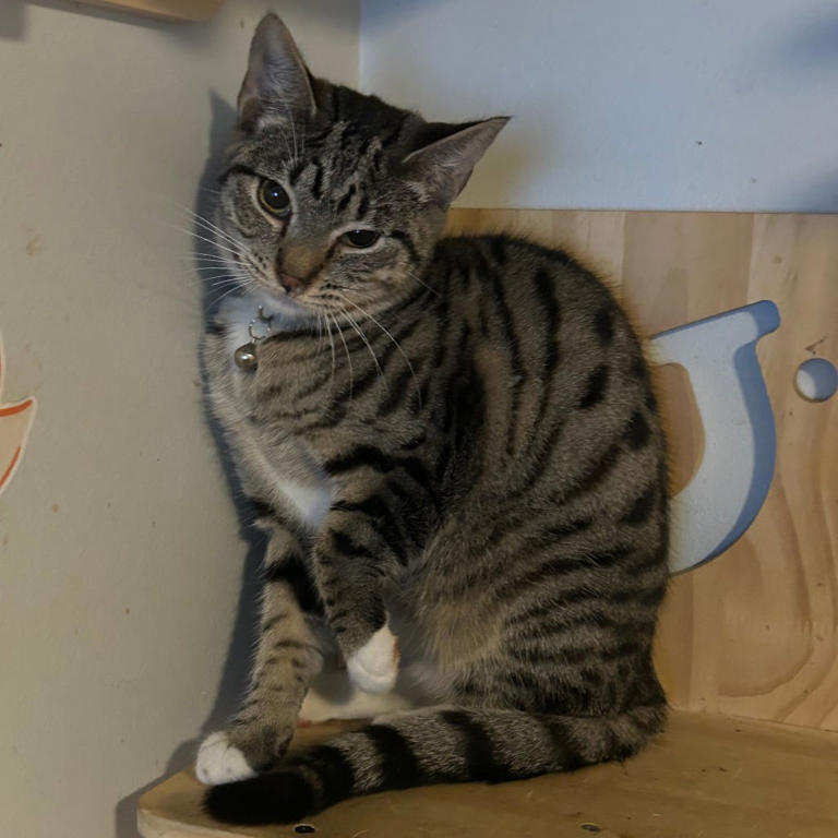 Meet Ruby, Maggie and other pets ready for adoption