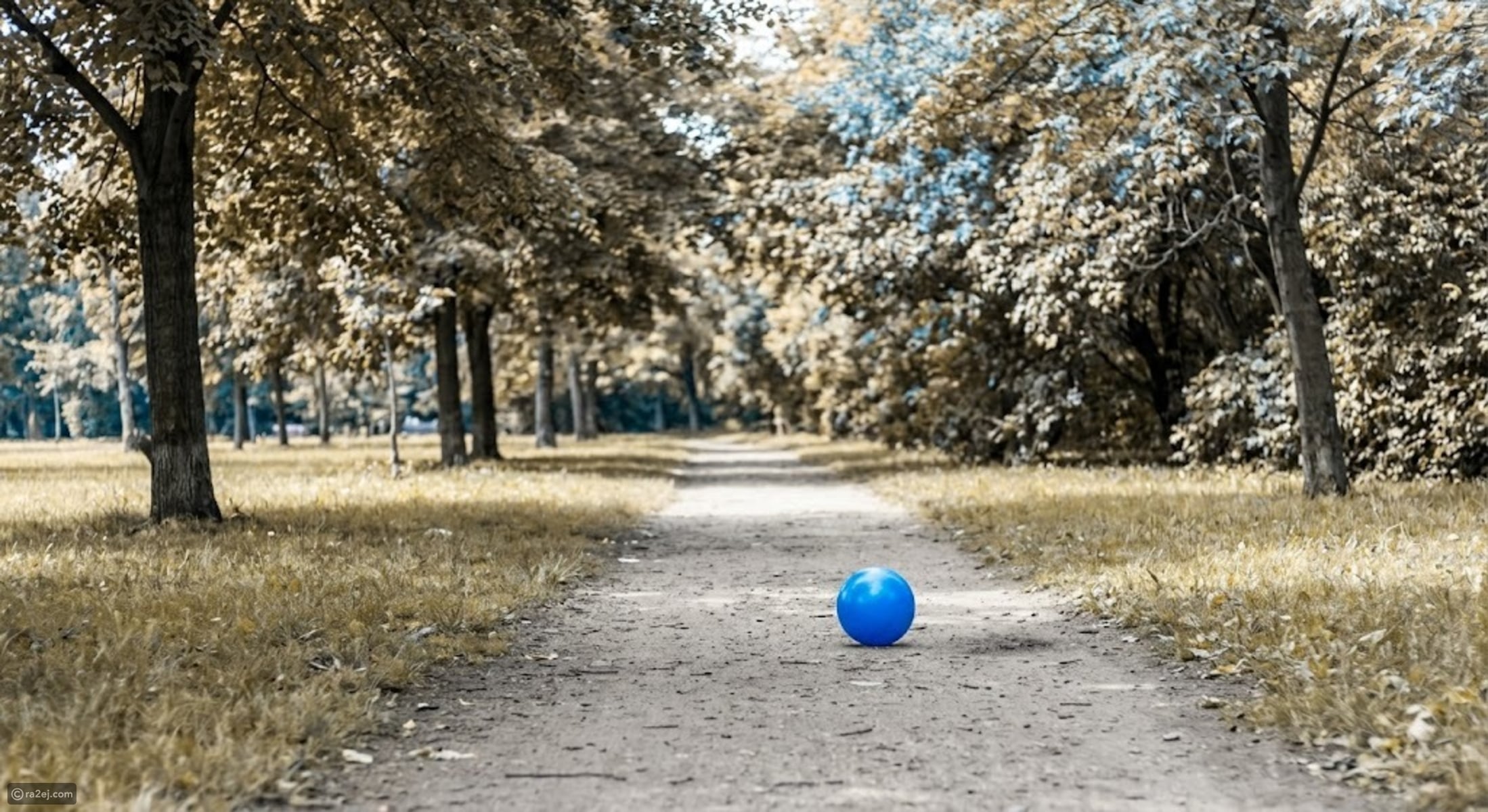 How dogs see the world: 10 photos reveal canine vision