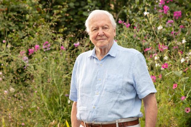 King Charles sends 100th birthday message to David Attenborough