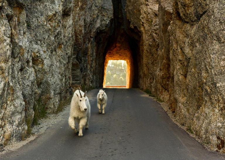 South Dakota’s southern Black Hills mountain goats face an uncertain future
