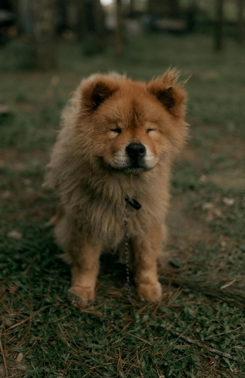 11 dog breeds many vets would never recommend for family life