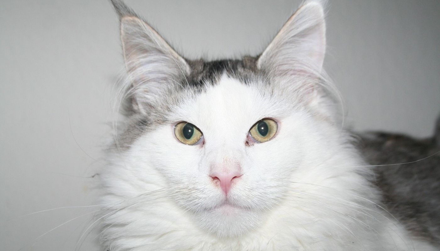 These are the warning signs your cat needs help — have you spotted any?
