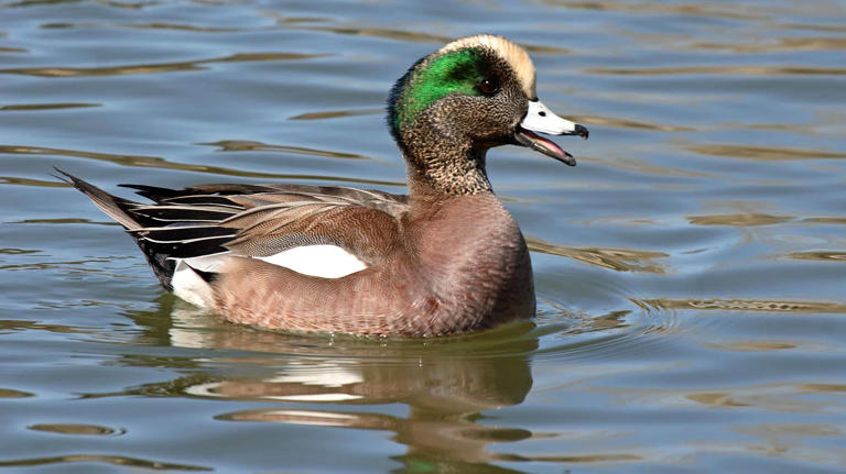 Water eDNA testing outperformed human bird observers in new study