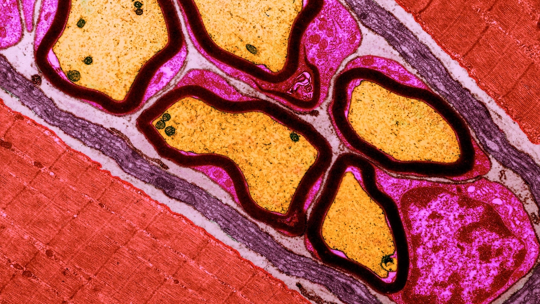 Build muscle smarter with science-backed training tips