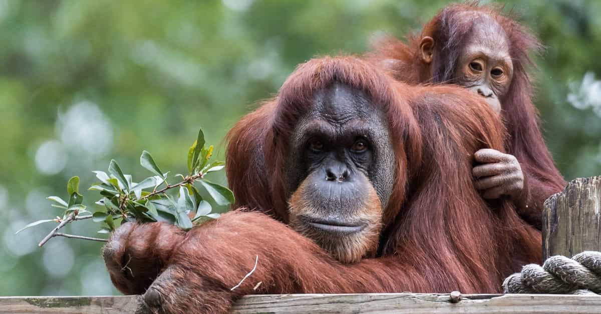 Animal moms who have had enough of their children