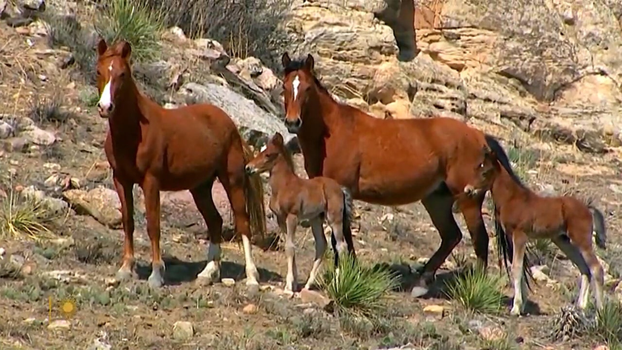 Nature: Mares and foals