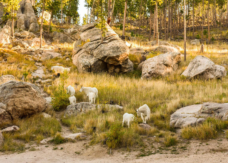South Dakota’s southern Black Hills mountain goats face an uncertain future