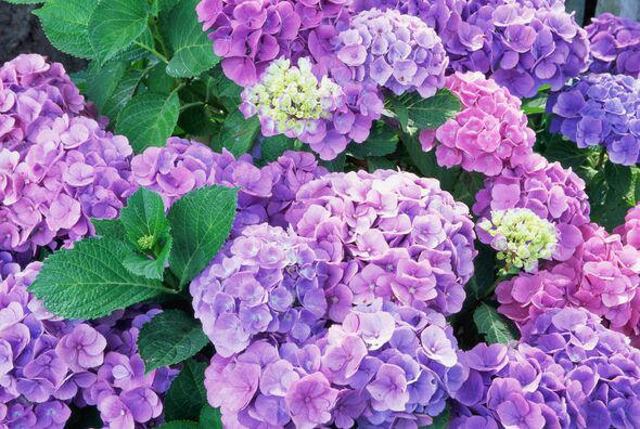 Gardeners urged to do 1 thing to hydrangeas or risk 'dead and diseased ...