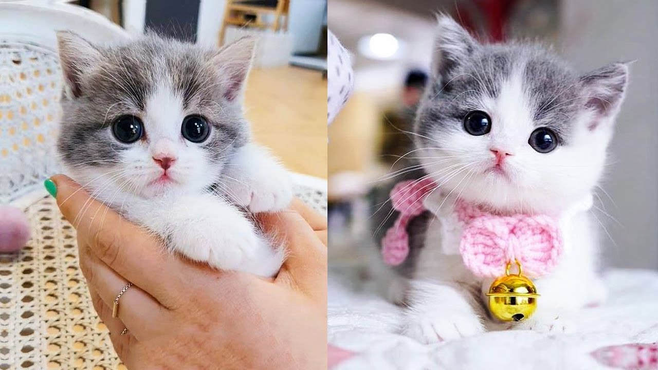 Pocket sized kittens steal every heart