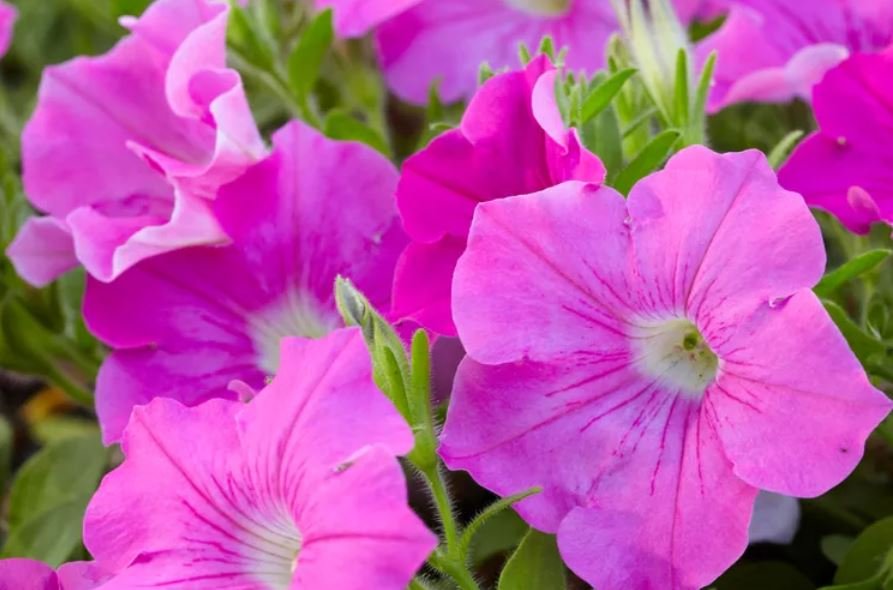 7 easy purple flowers for nonstop summer color