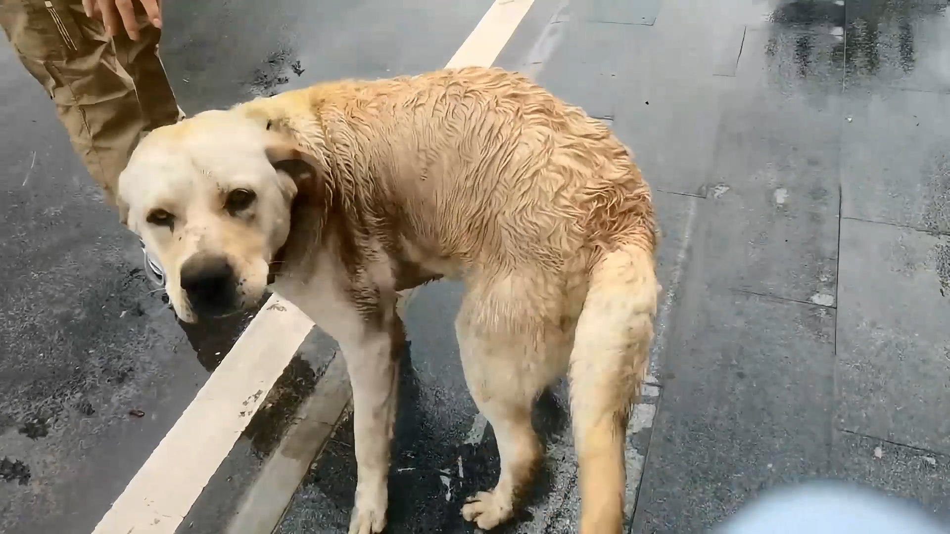 Dog escapes crate before wind blows it away