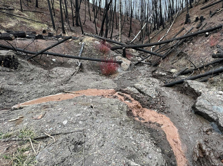 New research highlights how wildfires are harming fish