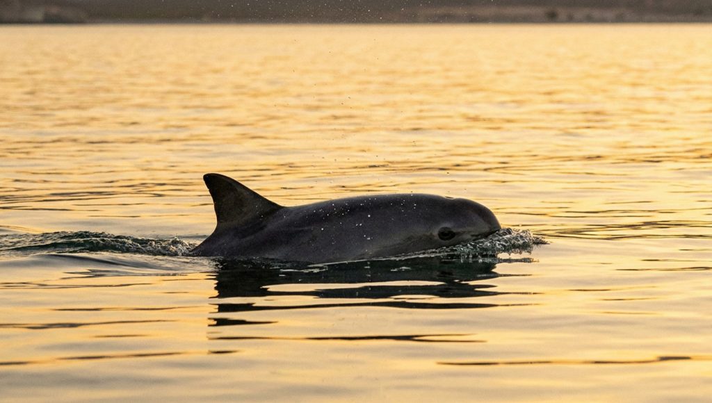 Rare ocean animals most people never hear about until they are nearly gone
