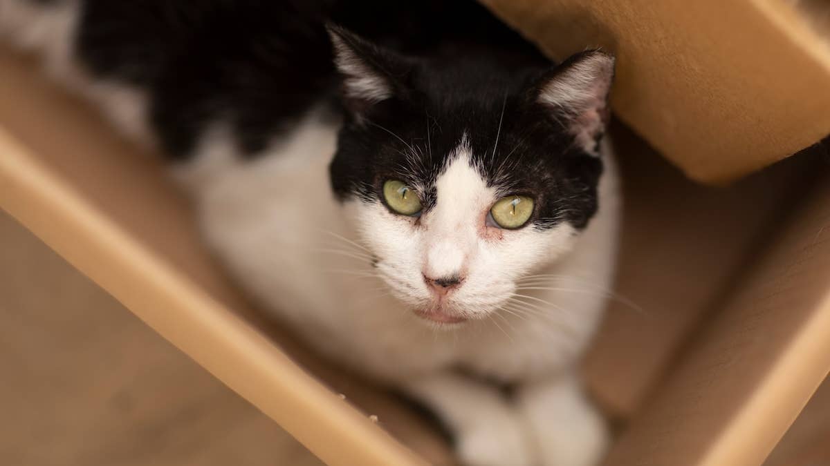 Blind cat’s journey after being left behind feels different by the end