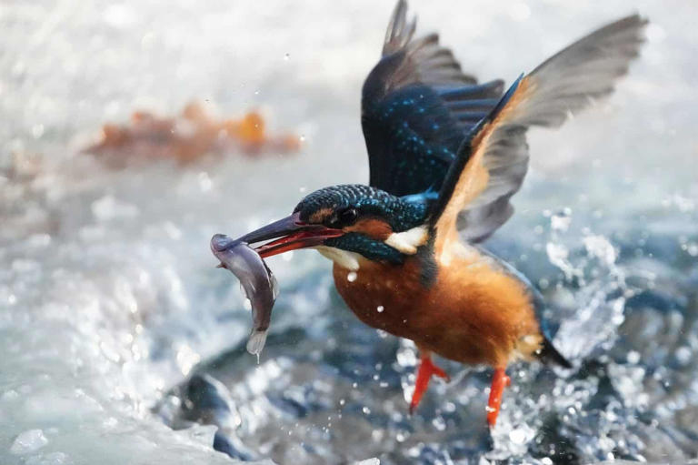 Water eDNA testing outperformed human bird observers in new study