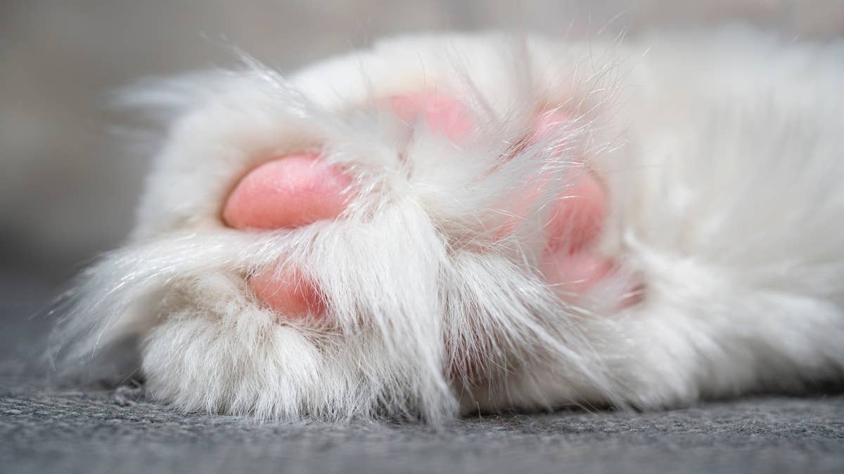 Rare Powder Puff Main Coon With 'Ghost Eye' Looks Like 2 Cats in 1